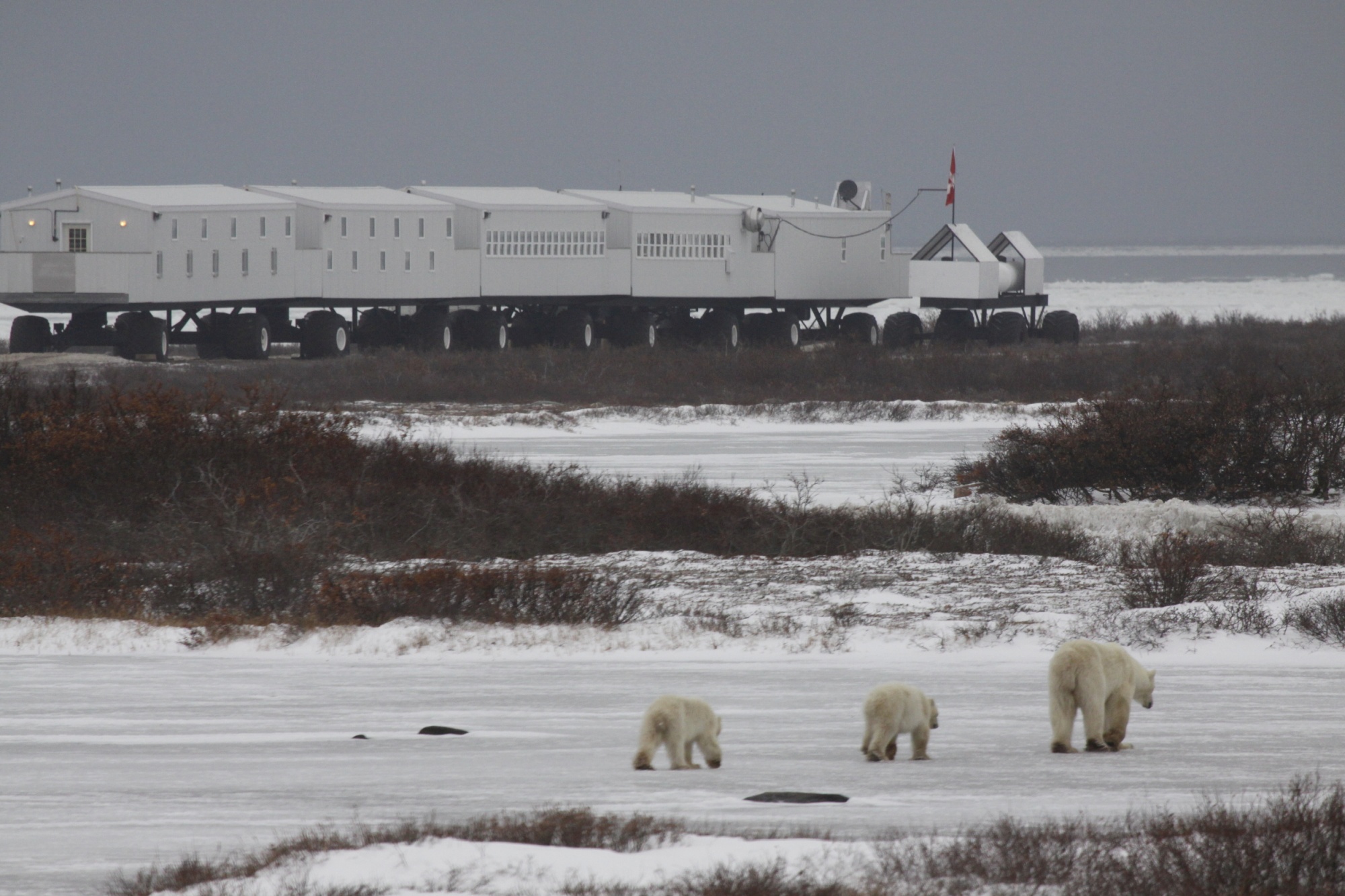 Tundra Buggy Lodge - Moving Hotel in the Land of Polar Bears