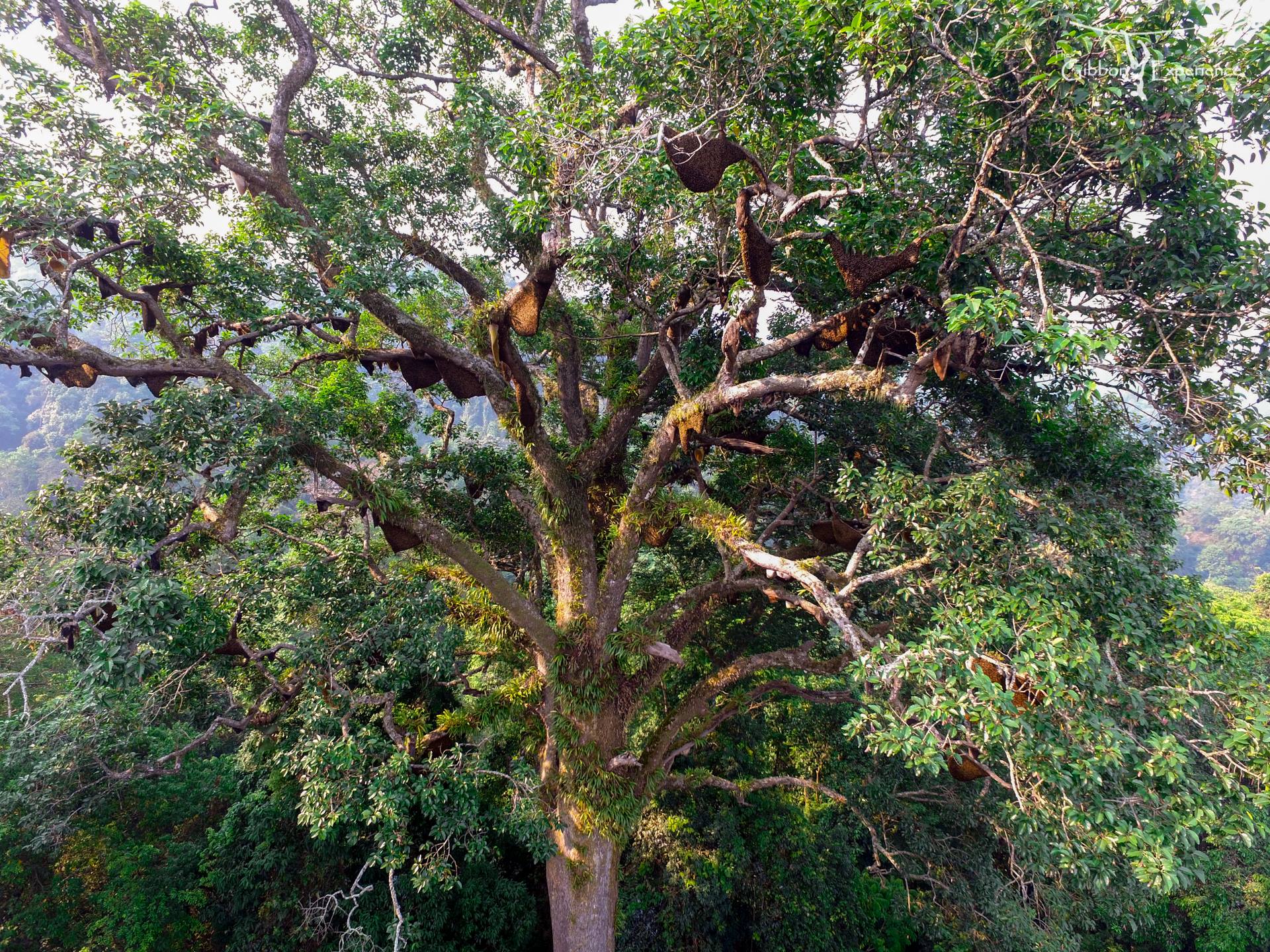 Gibbon Experience - Sleep in the World's Highest Treehouses in Northern ...