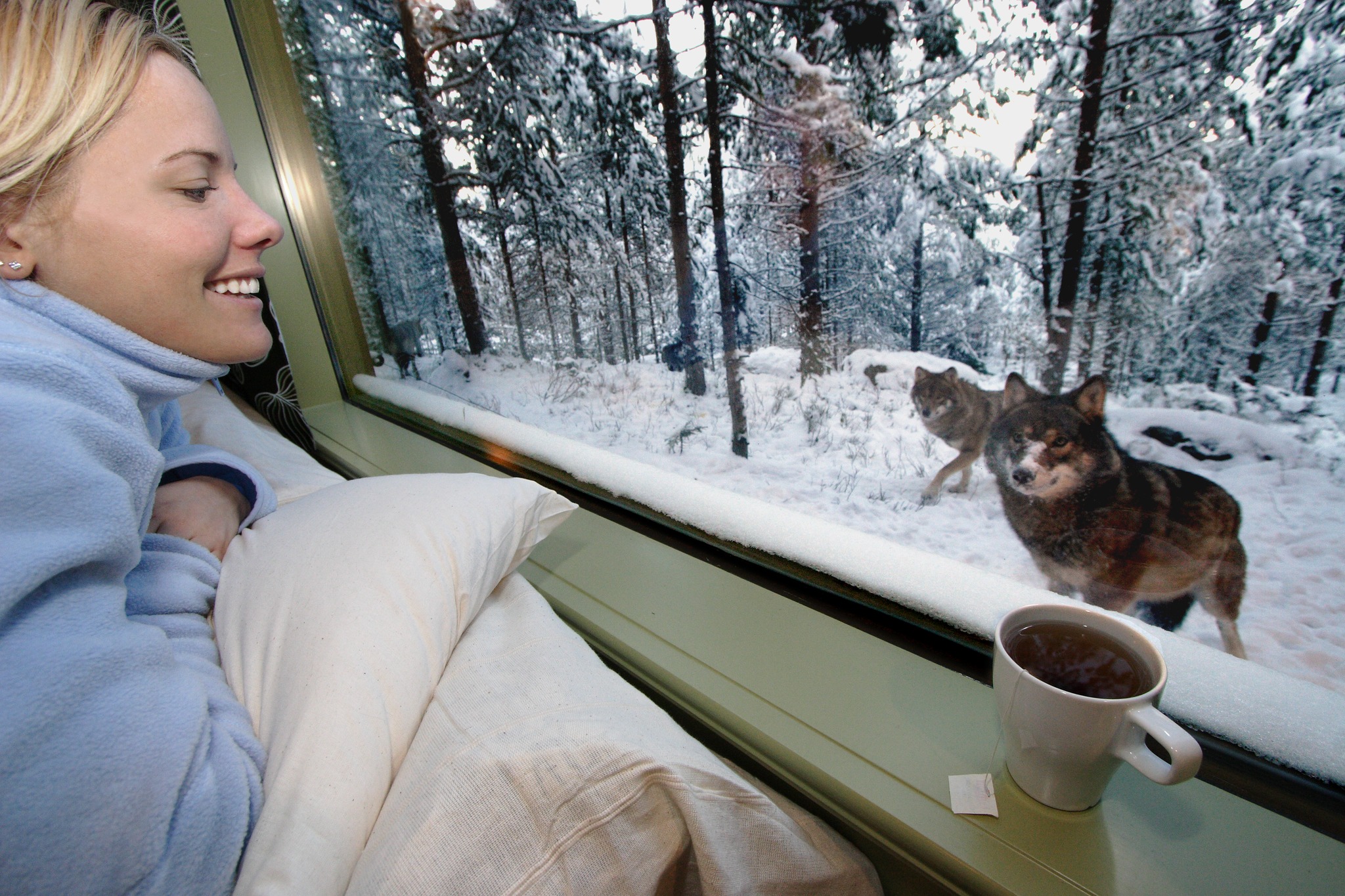 Vildriket Varghotell - The Wolf Hotel in Sweden's Wildlife Park